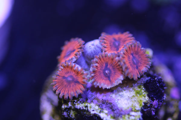Eye Of Saron – JPCoralFrags